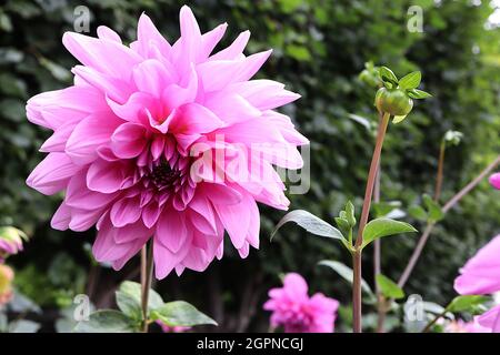Dahlia ‘Elga’ Semi-cactus dahlia Group 9 deep pink flowers with ...