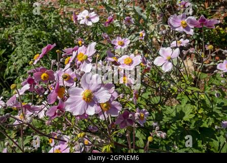 England UK. Pink Japanese Anemone flower buds in early Autumn (anemone ...