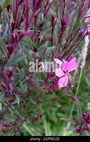 Gaura lindheimeri ‘Gaudi Red’ Oenothera lindheimeri Gaudi Red - long ...