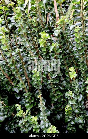 Hedera helix 'Erecta' Stock Photo - Alamy