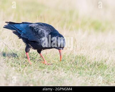 Chough foraging for insects in mid Wales Stock Photo - Alamy