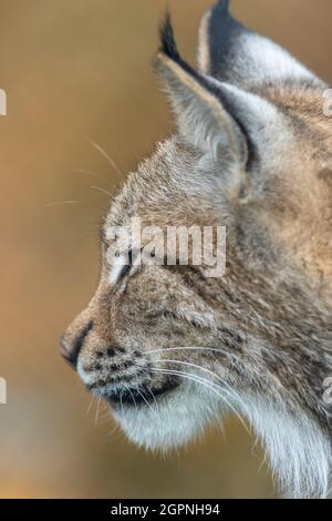 Close-up portrait of hunting Eurasian lynx / Northern lynx (Lynx lynx ...