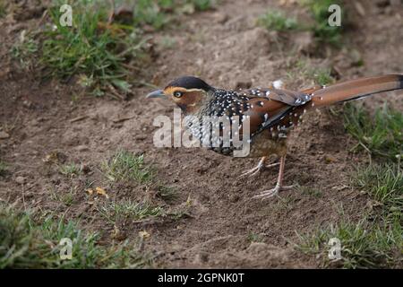 Spotted Laughingthrush, Lanthocincla ocellata, Nepal Stock Photo - Alamy