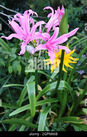 Amarine tubergenii ‘Belladiva Aphrodite’ Amarine Aphrodite - funnel ...