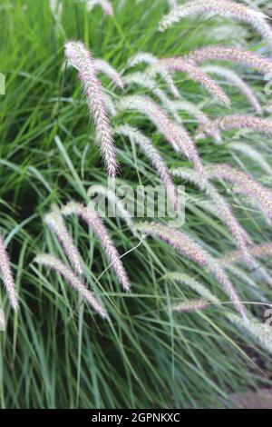 Pennisetum 'Fairy Tails', fountain grass, poaceae, growing in a mixed ...