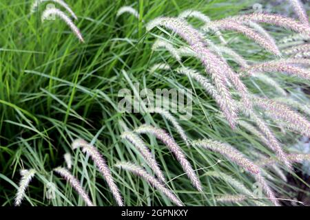Pennisetum Fairy Tails. Fountain grass 'Fairy Tails' in autumn Stock ...