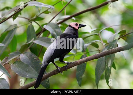 Coleto starling, Sarcops calvus, black bird in the forest habitat ...