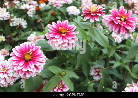 Zinnia marylandica ‘Zahara Double Raspberry Ripple’ double white ...