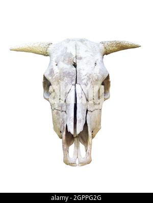 Bull or cow skull, dead animal head bones with horns on California ...