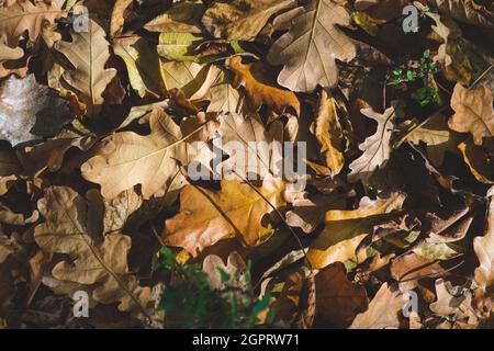 Background group autumn orange leaves Stock Photo - Alamy
