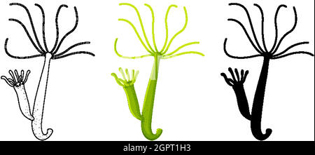 Set of Freshwater hydra in silhouette and doodle on white background ...