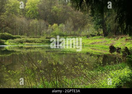 Soudley Ponds in Forest of Dean, Gloucestershire England UK. River ...