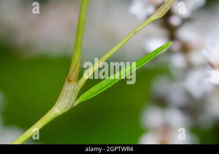 swamp smartweed (Persicaria hydropiperoides Stock Photo - Alamy