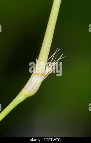 swamp smartweed (Persicaria hydropiperoides Stock Photo - Alamy
