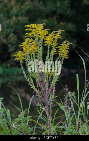 Canada goldenrod, Solidago altissima Stock Photo - Alamy