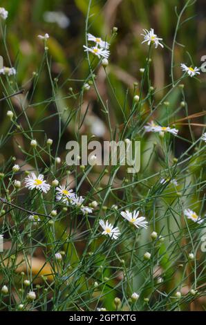 Smallhead Doll's Daisy, Boltonia diffusa Stock Photo - Alamy