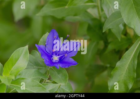 blue waterleaf (Hydrolea ovata Stock Photo - Alamy