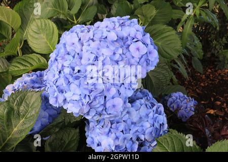 The magnificent hydrangeas of Sao MIguel island, Azores Stock Photo - Alamy