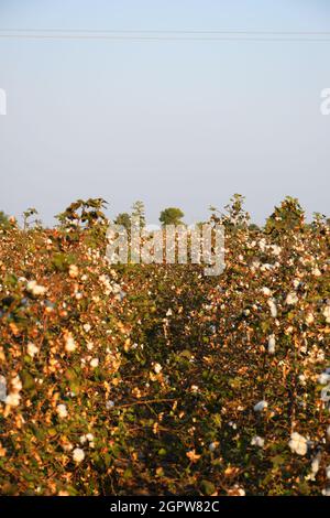 Gossypium hirsutum, also known as upland cotton or Mexican cotton Stock ...