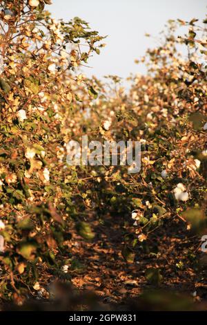 Gossypium hirsutum, also known as upland cotton or Mexican cotton Stock ...