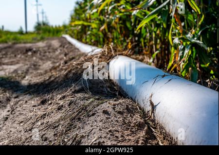 Furrow irrigation of a grain corn field. Siphon tubes transfer water ...
