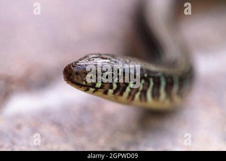 Island glass lizard - Ophisaurus compressus Stock Photo - Alamy