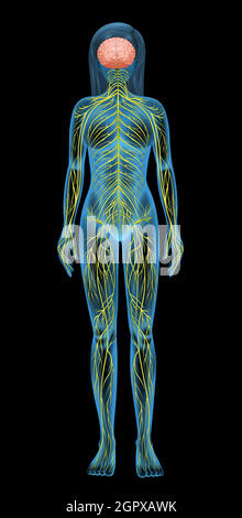 NERVOUS SYSTEM, DRAWING Stock Photo - Alamy