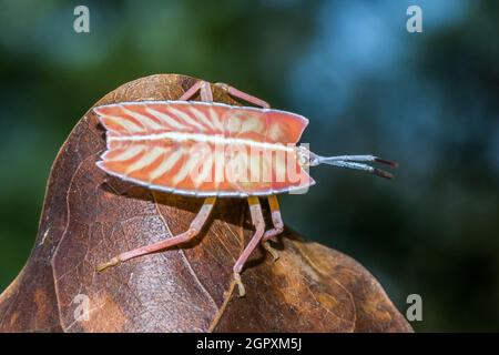 marco photography-Eurostus validus Stock Photo - Alamy