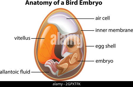 Anatomy of a Bird Embryo illustration Stock Vector Image & Art - Alamy