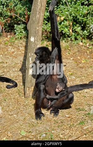 Black spider monkey with baby Stock Photo - Alamy