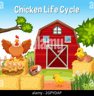 Chicken life cycle. Farm bird growth stages. Domestic animal ...