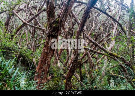 Paper tree (Polylepis) forest endemic to the mid- and high-elevation ...