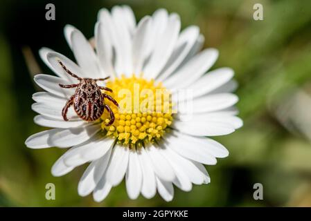 Insect tick on a flower. Isolated hyacinth flower with a tick insect on ...