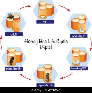 Honey bee life cycle illustration Stock Vector Image & Art - Alamy