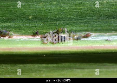 Wingless aphids colony on winter cereals in autumn. Important pests and ...