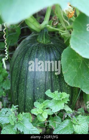 Pumpkins ripening on the vine in northern Illinois, USA Stock Photo - Alamy