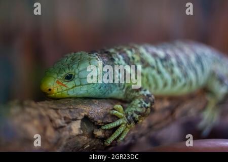 Solomon Islands skink (Corucia zebrata), a.k.a. prehensile-tailed skink ...