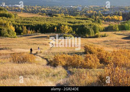 Public Park in Autumn, grassland with red maple trees and leaves Stock ...