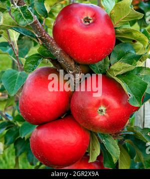 Apple 'Harling Hero', apples, growing on tree, malus domestica, fruit ...