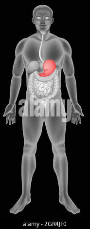 The Stomach is a part of digestive system, it is a muscular, sac-like ...