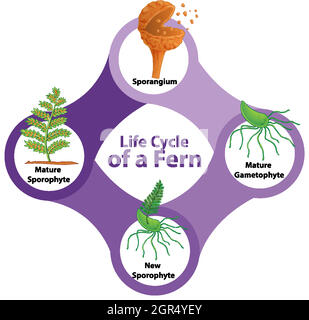 Life Cycle of a Fern Diagram illustration Stock Vector Image & Art - Alamy