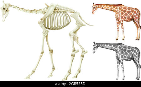 Giraffe and its bone structure illustration Stock Vector Image & Art ...