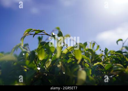 Weeping Fig, Tropical Laurel (Ficus benjamina, Ficus benjamini), Bonsai ...
