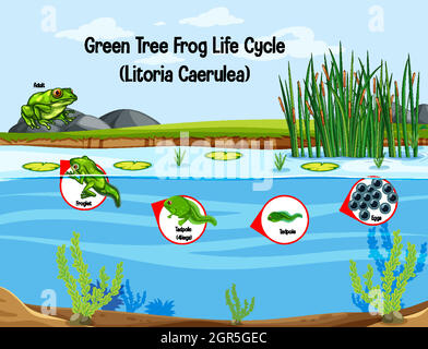Green tree frog life cycle illustration Stock Vector Image & Art - Alamy