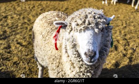 Woolly sheep in the Sierra de Peru Stock Photo - Alamy