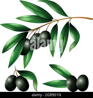 Green olives on a branch Stock Vector Image & Art - Alamy