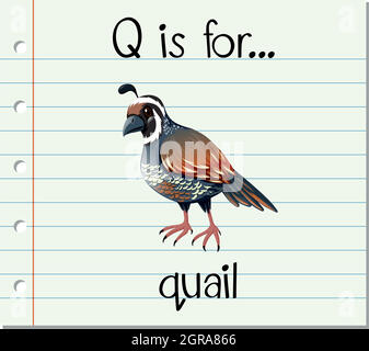 Flashcard letter Q is for quail Stock Vector Image & Art - Alamy