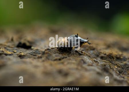 Dung beetle (Onthophagus gibbulus) on cow dung, wild Finland Stock ...
