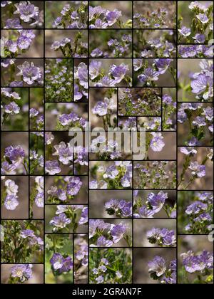 Collage of purple helicoid cyme inflorescences on Giant Scorpionflower ...