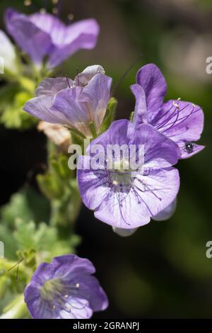 Purple helicoid cyme inflorescences of Giant Scorpionflower, Phacelia ...